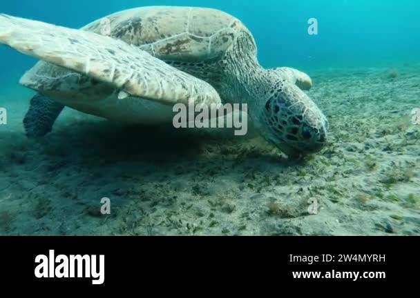 Turtle. A turtle at the bottom of the sea eats algae. Red sea. Egypt ...