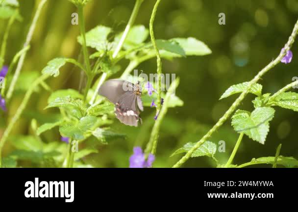 The Ruby-Spotted Swallowtail or Red-Spotted Swallowtail (Papilio ...