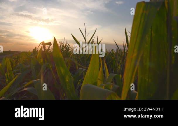 Sunrise cultivated corn field Stock Videos & Footage - HD and 4K Video ...