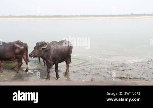 Cattle ganges river Stock Videos & Footage - HD and 4K Video Clips - Alamy