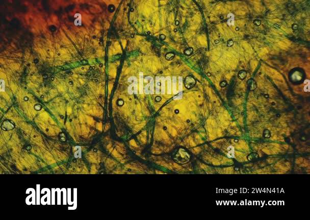 Paper microscope Stock Videos & Footage - HD and 4K Video Clips - Alamy