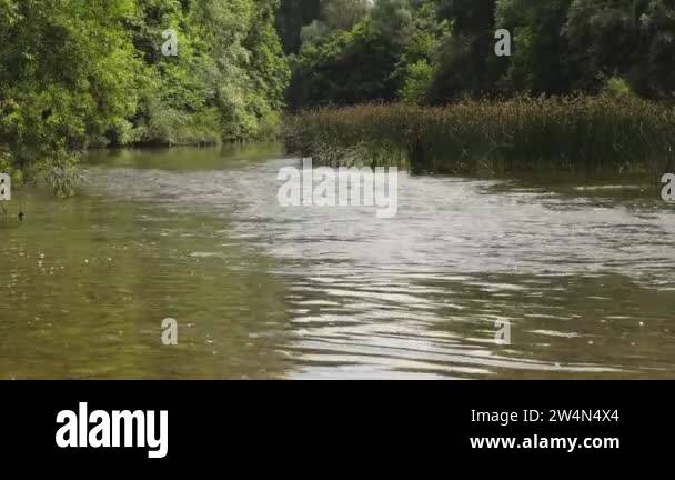 A small river flows through the forest. In the water, reeds grow and ...
