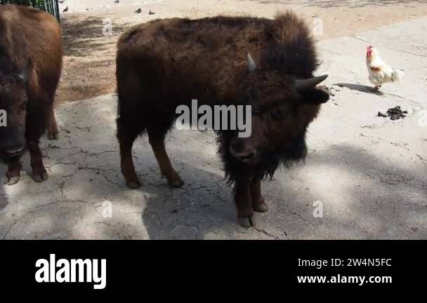 Two bison and a rooster. The animal breathes. The male is a brown yak ...