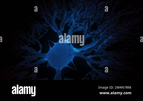 Brain Neuron Thinking Neurological Cranium Thought Emotion Feeling ...