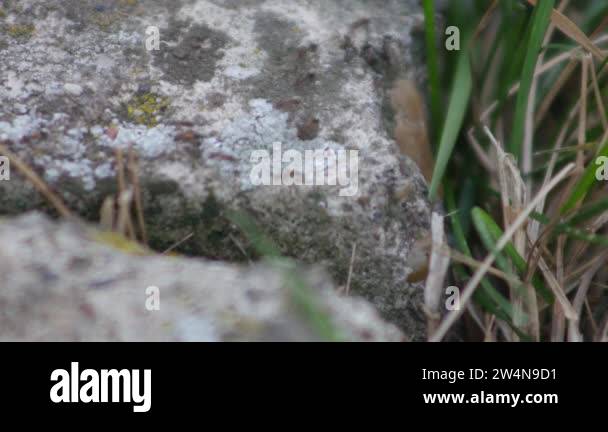 Ants line walk grass Stock Videos & Footage - HD and 4K Video Clips - Alamy