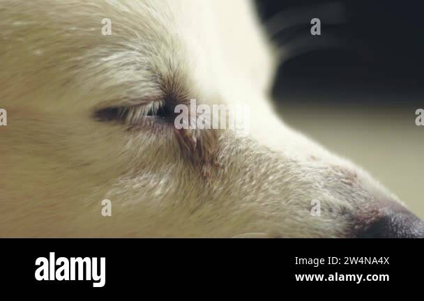 Dog Eye Infections - An inflammation of the lining of your Dog Eye - a ...