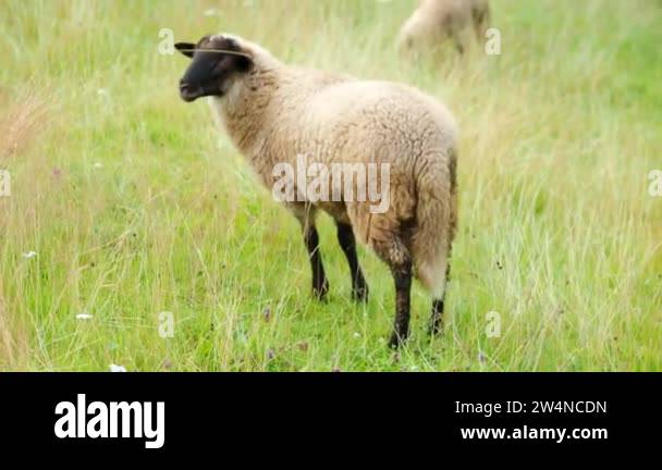 Young ram running in the garden of farm in 4K VIDEO. Young sheep on ...