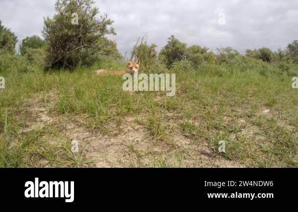 Rusty fox Stock Videos & Footage - HD and 4K Video Clips - Alamy