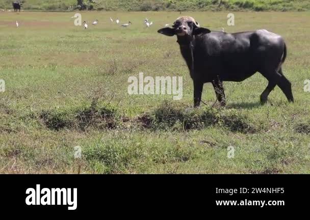 Buffalo female Stock Videos & Footage - HD and 4K Video Clips - Alamy