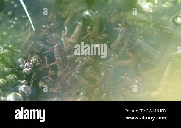 A larvaes Mosquito floats, stage third, larvaes floats on surface among ...