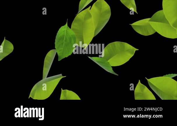 Nature background Swamp Foliage Forest Tree Spring Leaf Mint Leaves ...