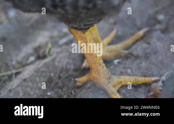 Male black and white body plumage Stock Videos & Footage - HD and 4K ...