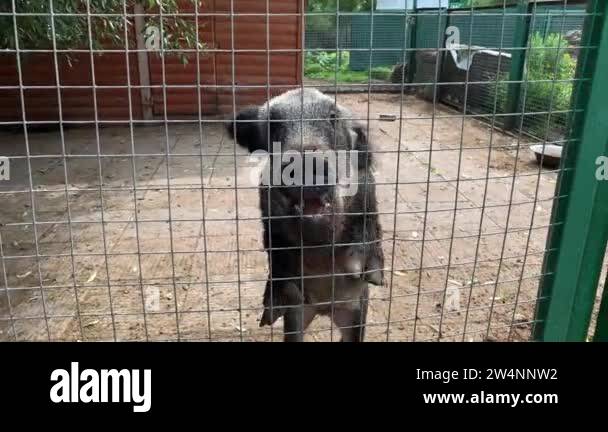 Hungry, weak and sick unhappy wild pig hog boar locked in a cage behind ...