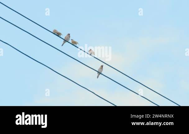 Birds on electrical cables Stock Videos & Footage - HD and 4K Video ...