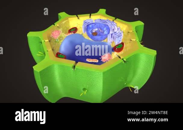 Endoplasmic reticulum mitochondria Stock Videos & Footage - HD and 4K ...