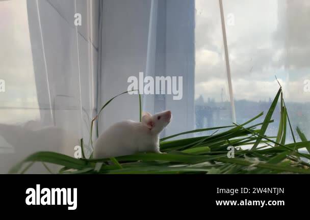White cute albino laboratory mouse sitting in green grass, standing on ...