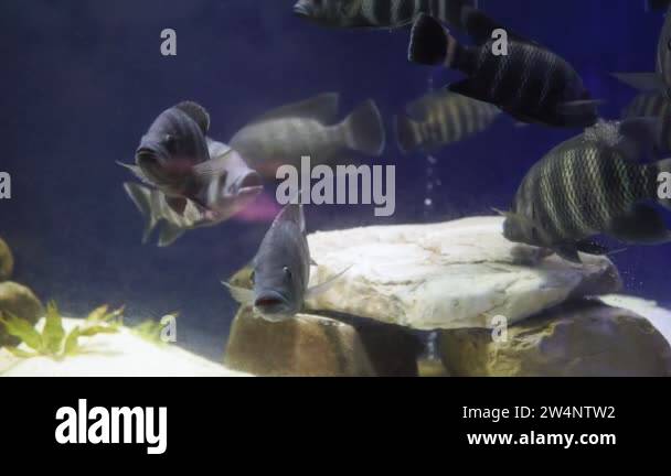 Farmed fish species Stock Videos & Footage - HD and 4K Video Clips - Alamy