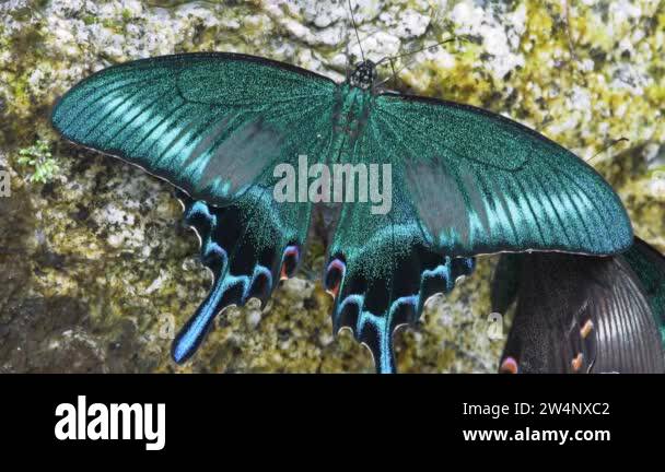 Alpine black swallowtail papilio maackii Stock Videos & Footage - HD ...