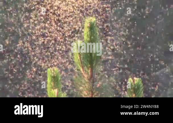 Swarm of insects Stock Videos & Footage - HD and 4K Video Clips - Alamy