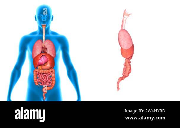 Human organs and chest Stock Videos & Footage - HD and 4K Video Clips ...