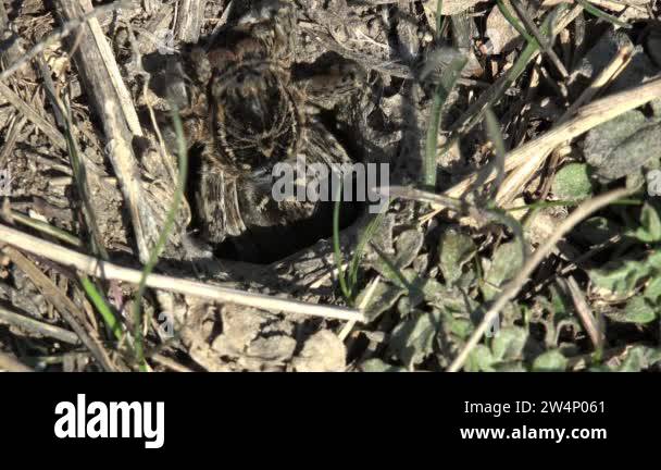 Burrowing wolf spider Sits on his burrow, waiting for insects to attack ...