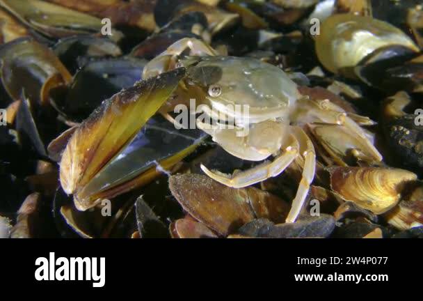 Swimming crab (Liocarcinus holsatus) eats pieces of meat from a mussel ...