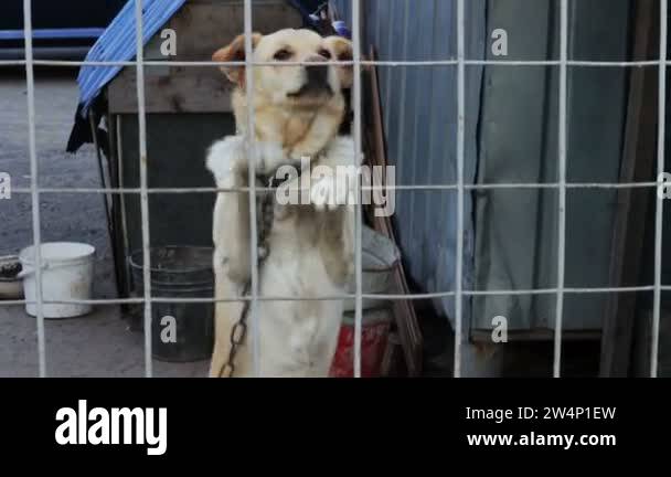 Dog locked behind gate Stock Videos & Footage - HD and 4K Video Clips ...