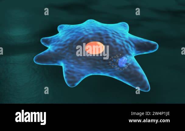Amoeba anatomy Stock Videos & Footage - HD and 4K Video Clips - Alamy