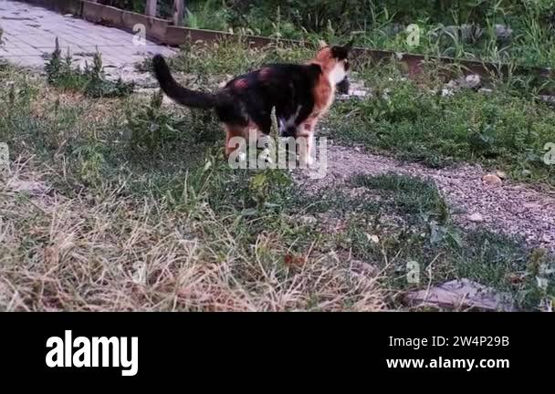 A beautiful three-color turtle cat has caught a small mouse and is ...