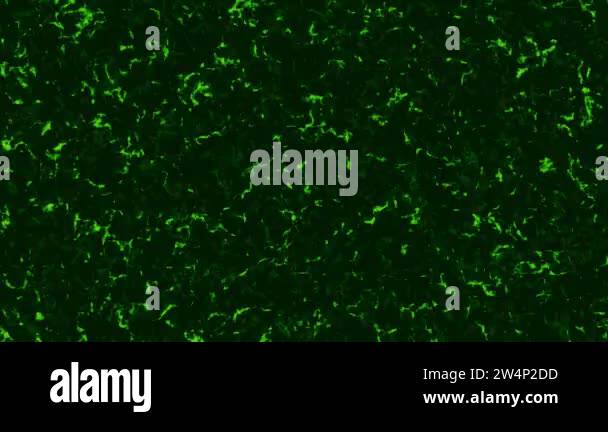 Green background with noise and dust particles. Animation. Effect of ...