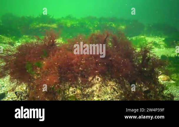 Algae of the Black Sea. Red and Green algae (Ceramium, Ulva ...