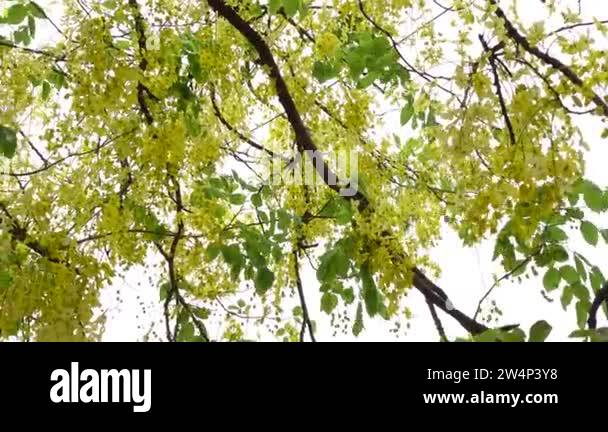 Cassia fistula, known as the golden rain tree, canafistula, and in ...