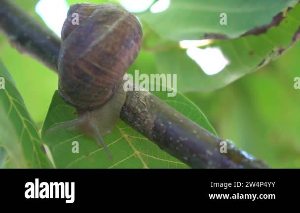 Molluscs growth Stock Videos & Footage - HD and 4K Video Clips - Alamy