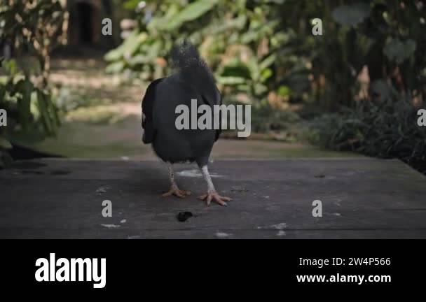 Blue crested bird tropical Stock Videos & Footage - HD and 4K Video ...