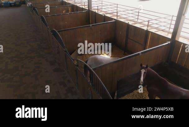Inside view or horse stallion barn ranch. Aerial dolly shot at daytime ...