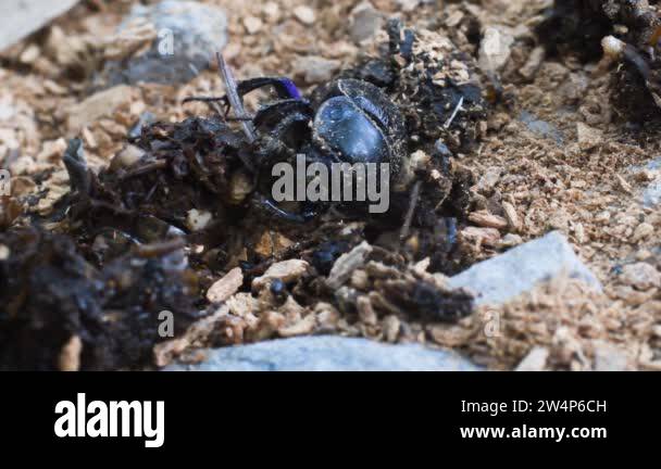 Geotrupidae, beetles, Coleoptera, earth-boring dung beetles, dung ...