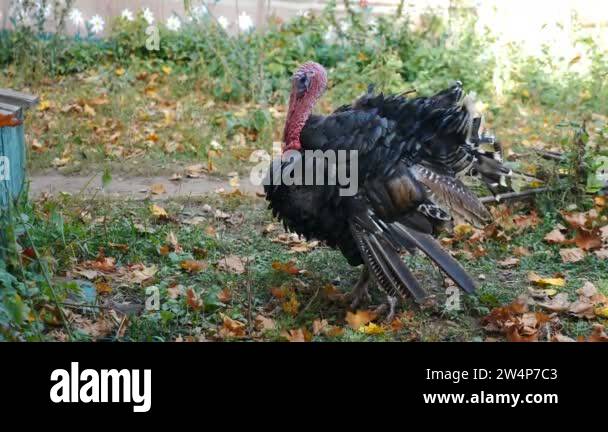 Domestic turkey walking in paddock. Pasture raised turkey on private ...