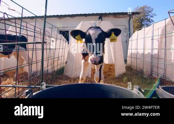 Livestock farm. Little calf on the farm. Nursery with small calves on a ...