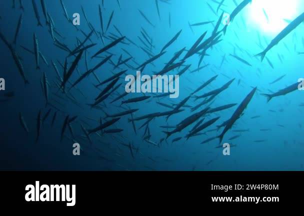 Backlight underwater scene with a barracuda fish school - Scuba diving ...