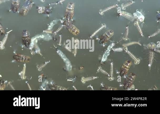 On the surface the muddy waters of forest swamp floats Mosquito , stage ...