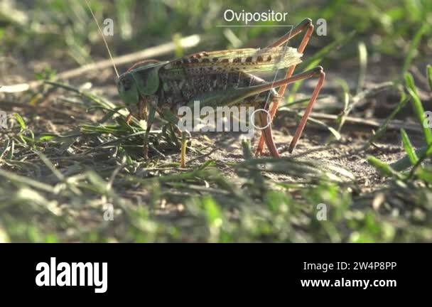 External Anatomy grasshopper diagram, Study Notes on Grasshopper ...