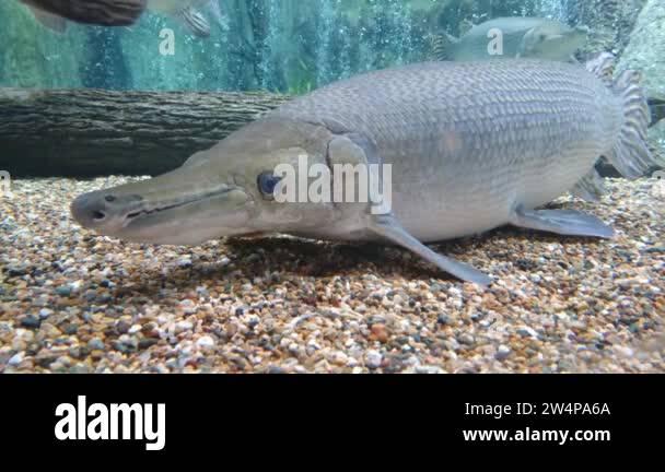 Torpedo shaped fish Stock Videos & Footage - HD and 4K Video Clips - Alamy