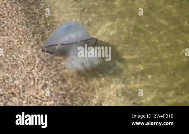 Wave medusa Stock Videos & Footage - HD and 4K Video Clips - Alamy