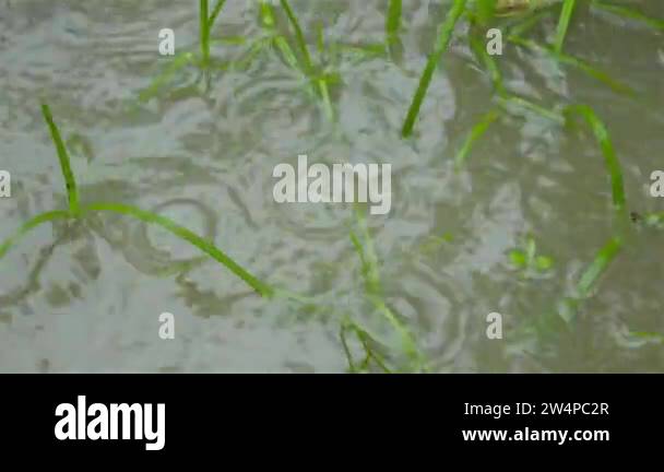 Monsoon Rain falling on the sprouting green grass leaves on a Water ...