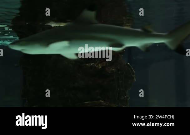Sharks family Stock Videos & Footage - HD and 4K Video Clips - Alamy