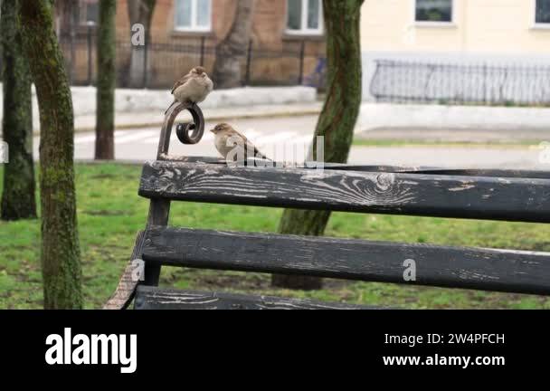 Urban bench Stock Videos & Footage - HD and 4K Video Clips - Alamy