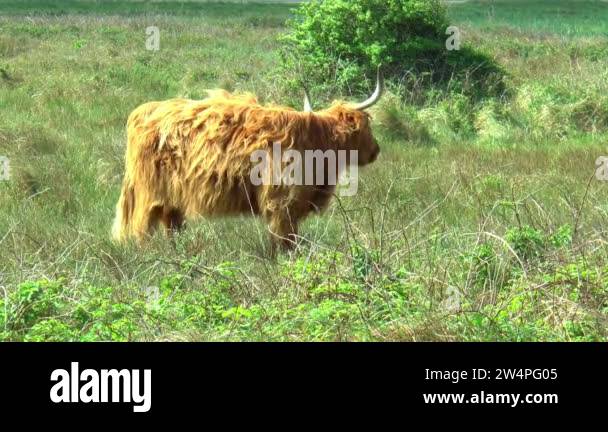 Hairy cow woolly highland cattle Stock Videos & Footage - HD and 4K ...