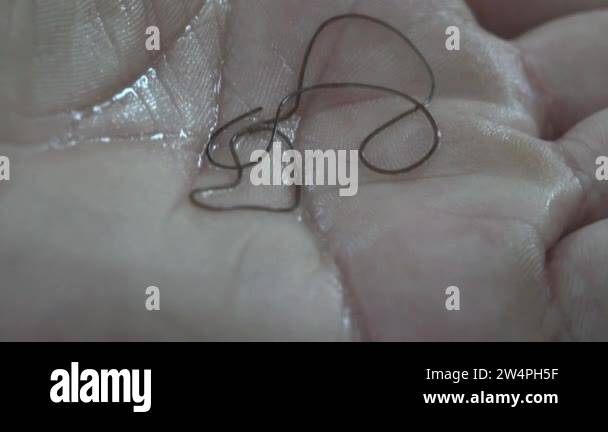 Nematomorpha (sometimes called Gordiacea, and commonly known as ...