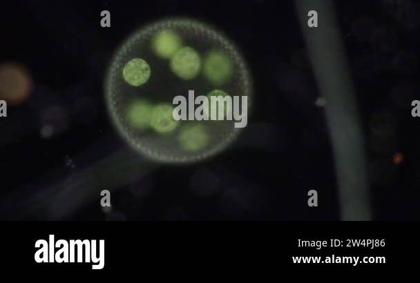 Volvox in drop of water under the microscope for classroom education ...