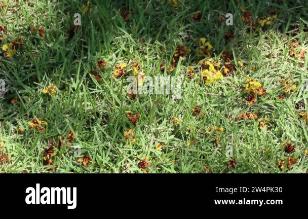 Fallen flowers of Peltophorum pterocarpum, also known as yellow ...